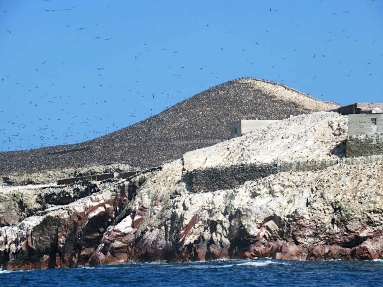 Poor Man's Galapagos Peru (Islas Ballestas, Paracas)